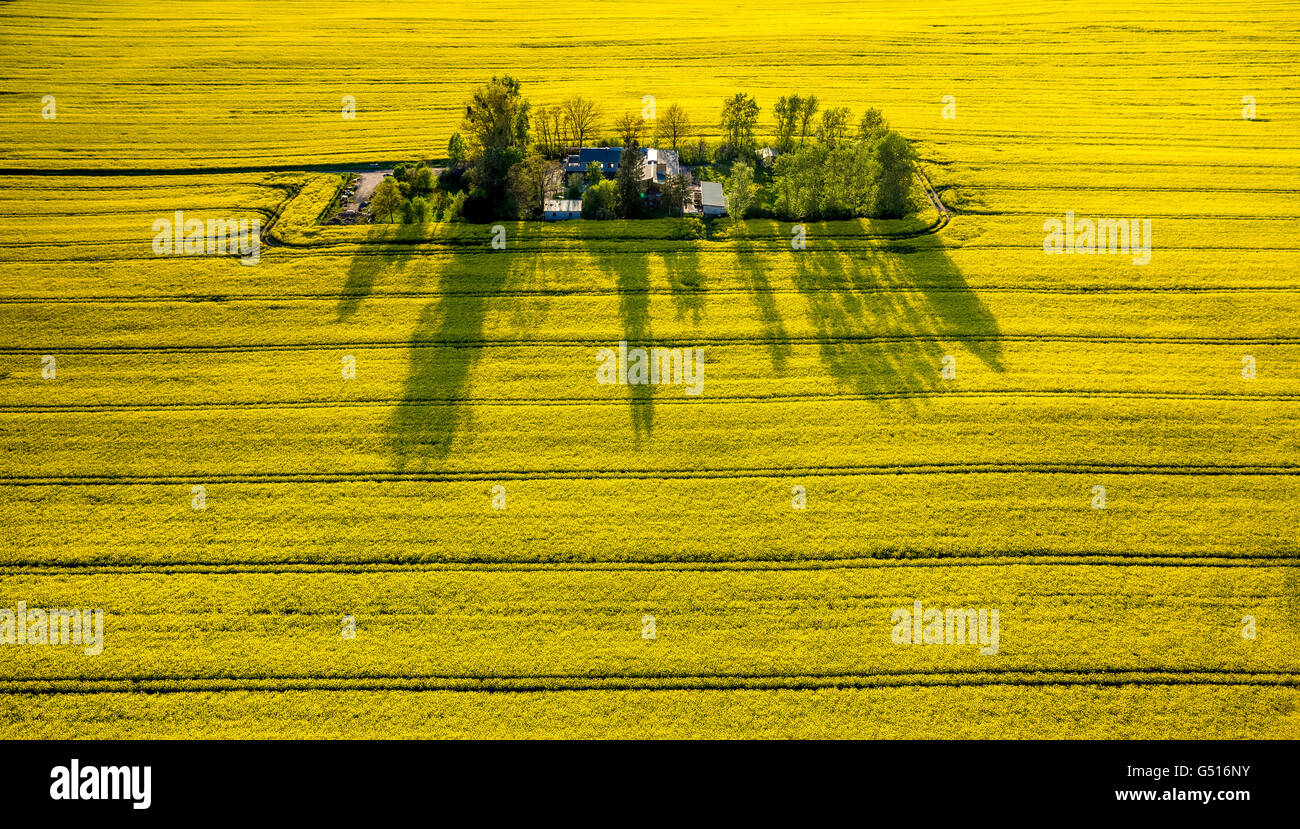 Aerial view, farm, homestead in a canola field, Rechlin, Mecklenburg ...