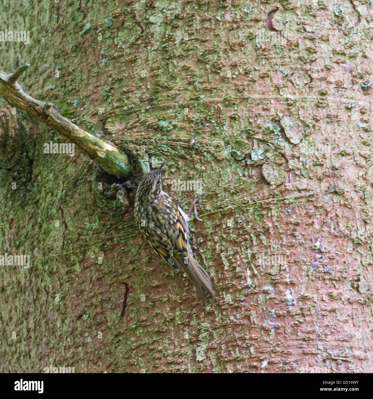 Creeper bird hi-res stock photography and images - Alamy