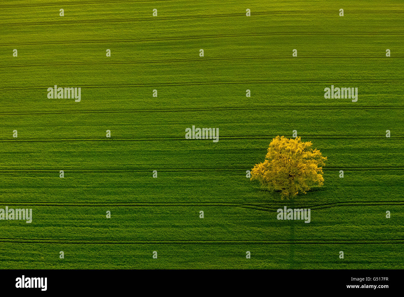 Aerial view, tree, trees in a field with spring sowing and blooming ...