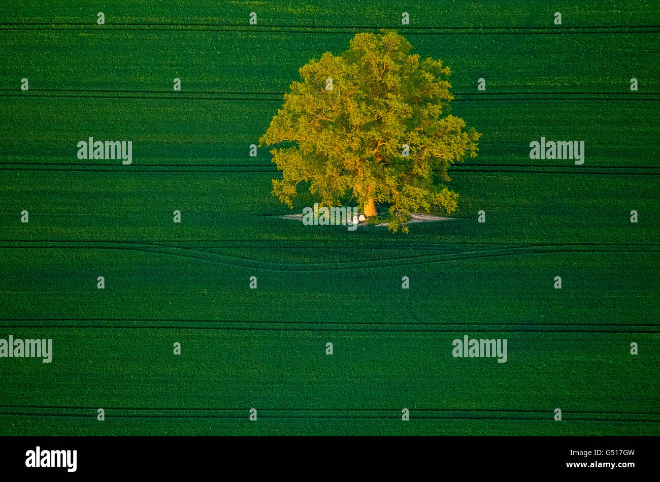 Aerial view, tree, trees in a field with spring sowing and blooming ...