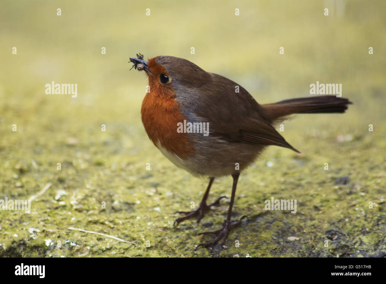 Robin Eating A Fly Stock Photo - Alamy