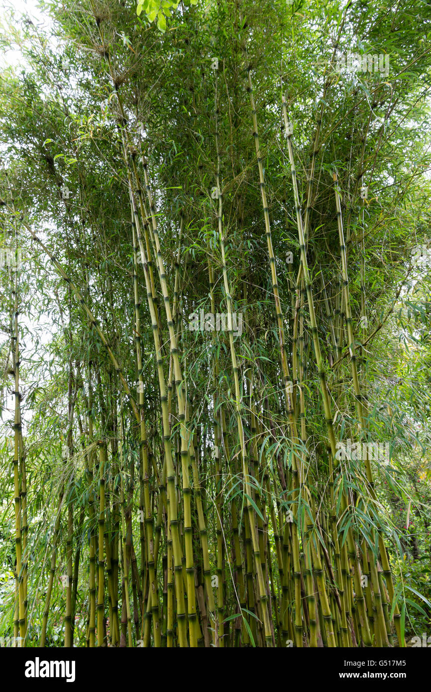 Chusquea bamboo chusquea gigantea hi-res stock photography and images ...