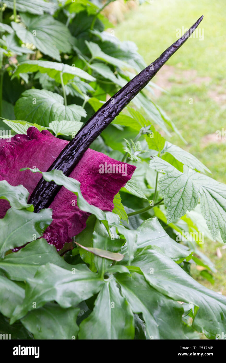 Stink lily hi-res stock photography and images - Alamy