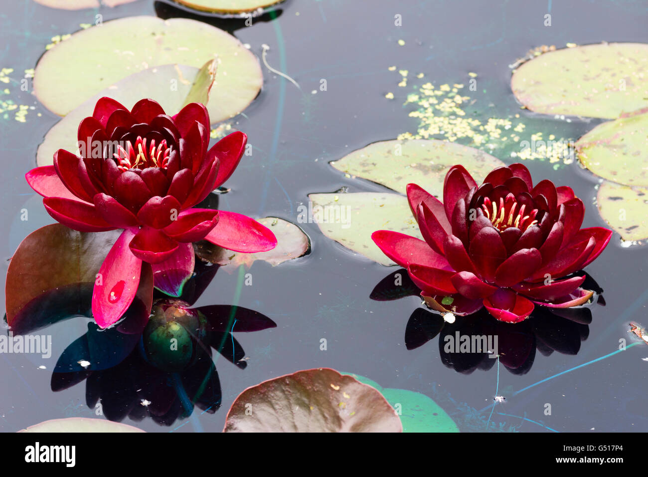 Flowers of the deep red, hardy waterlily, Nymphaea 'Black Princess ...