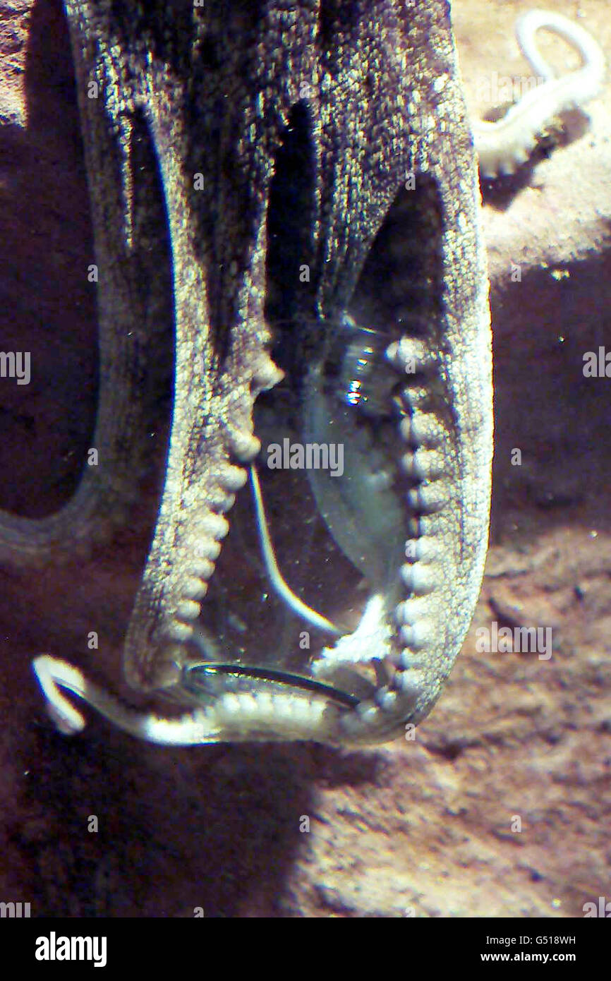 A common Octopus at Brighton's Sea Life Centre which has learnt to open ...