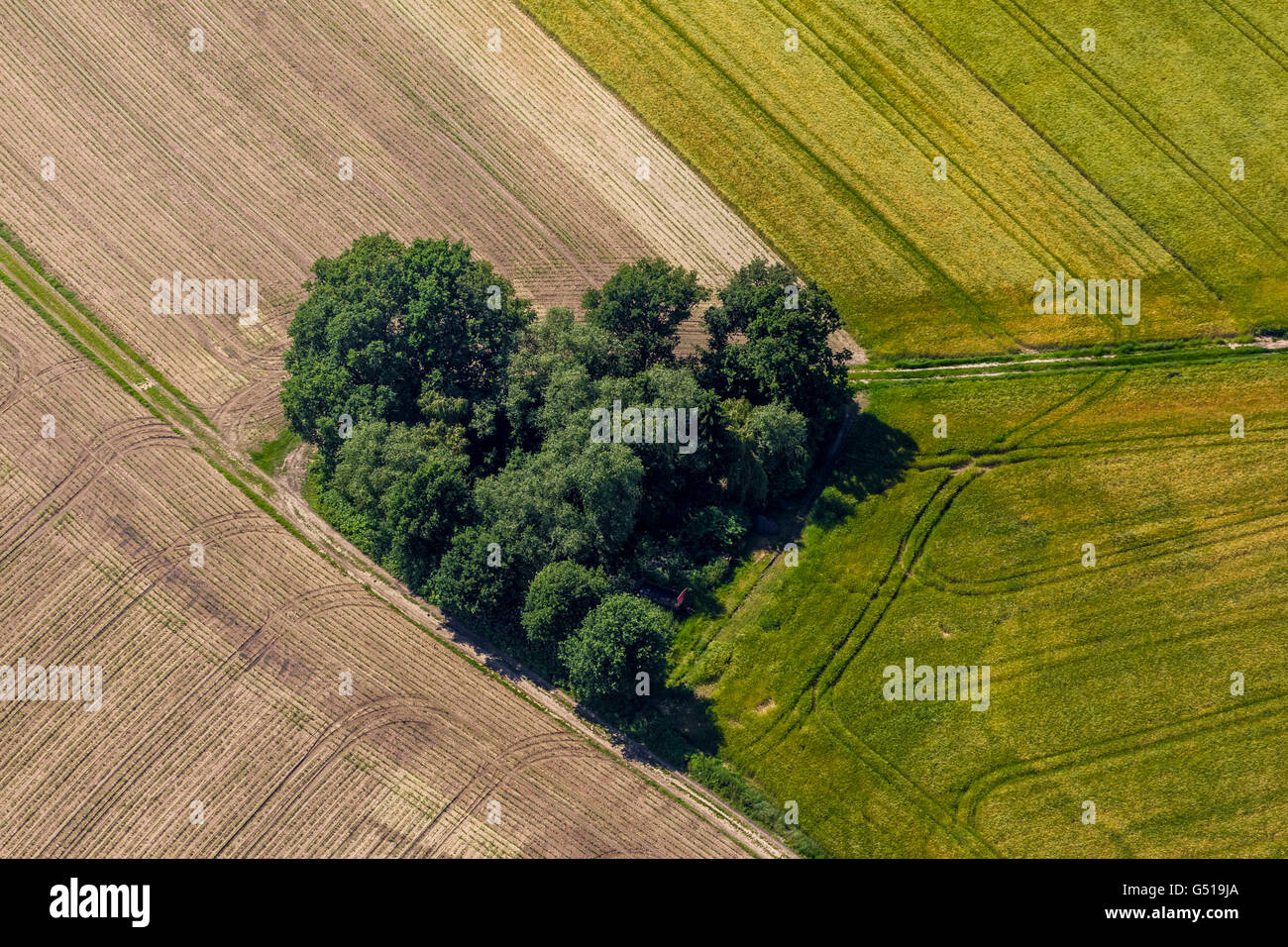 Aerial view, Copse in the form of a heart, heart shape, fields and ...