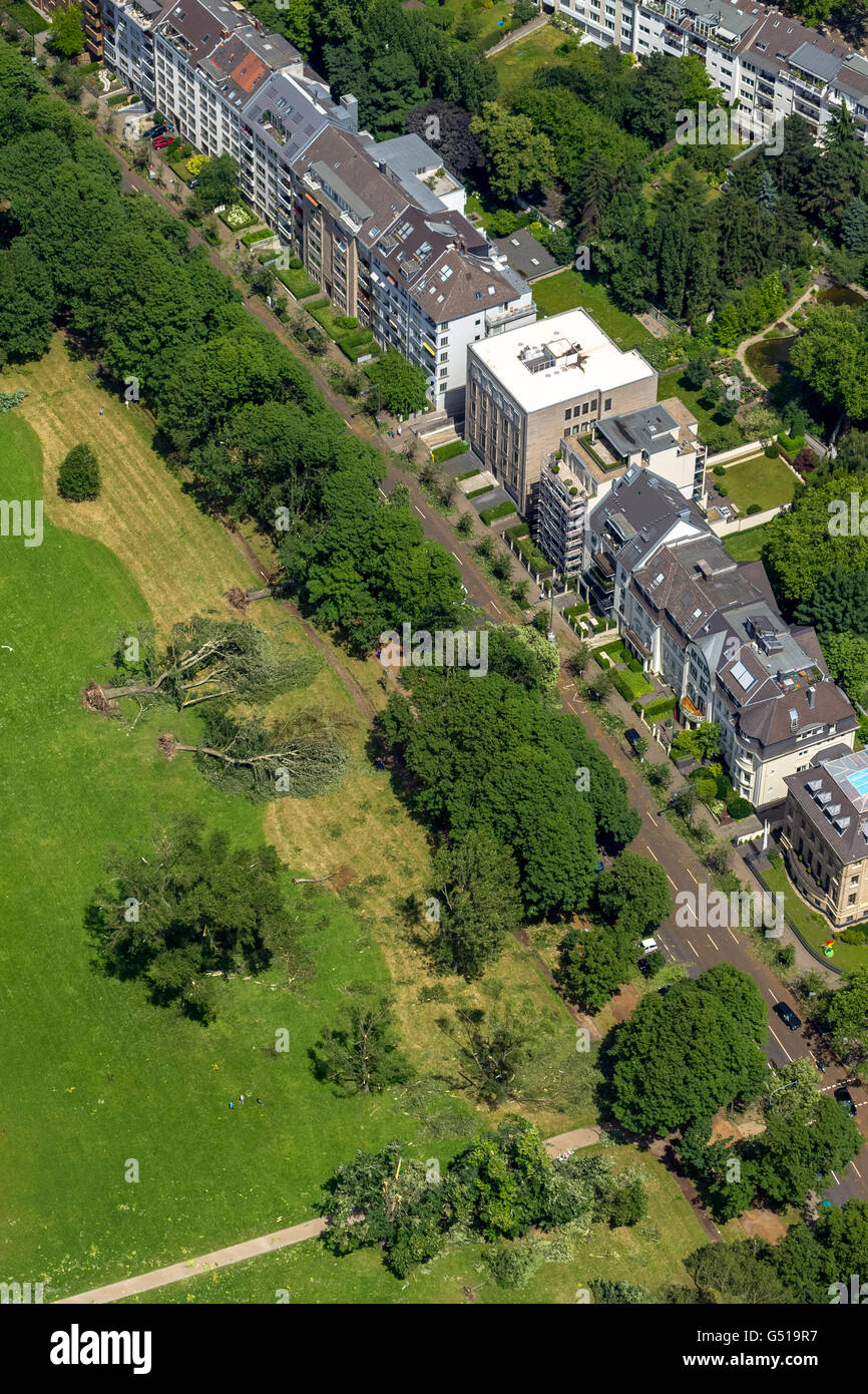 Aerial view, storm damage uprooted trees between Oberkassel bridge and ...