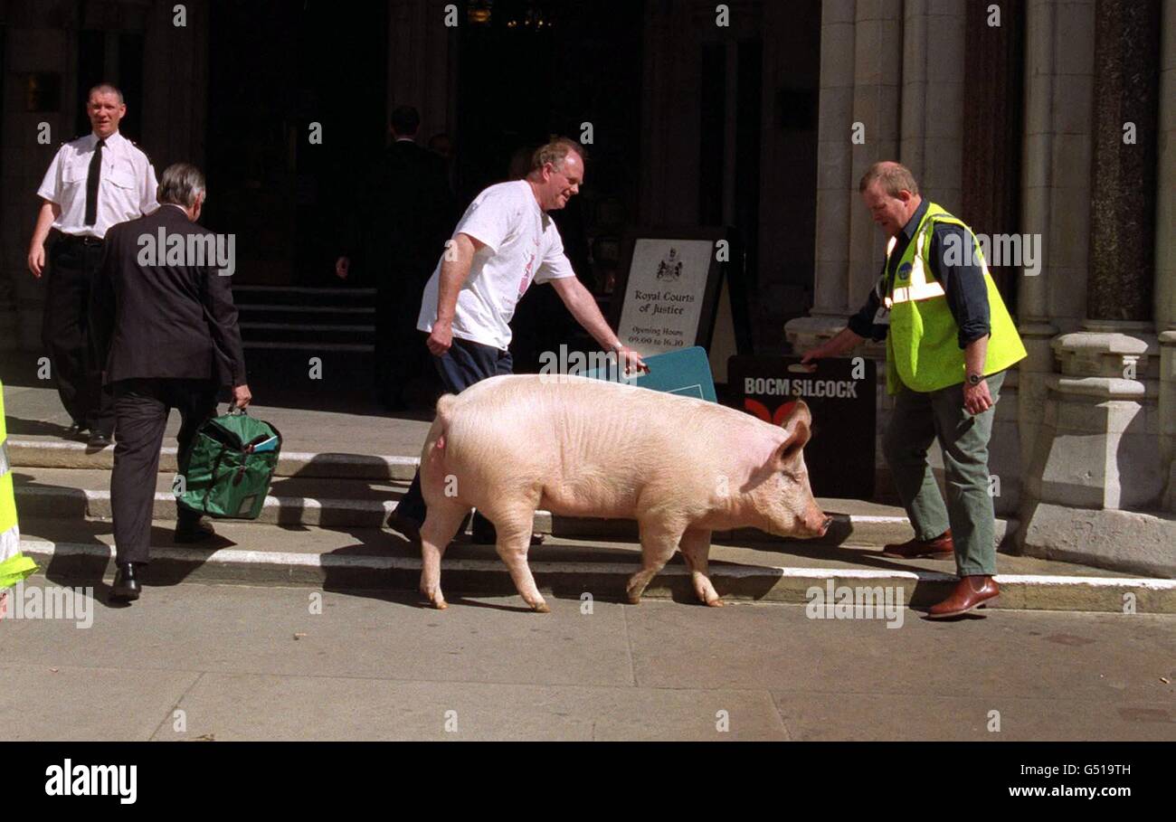 Animal courts humour hi-res stock photography and images - Alamy