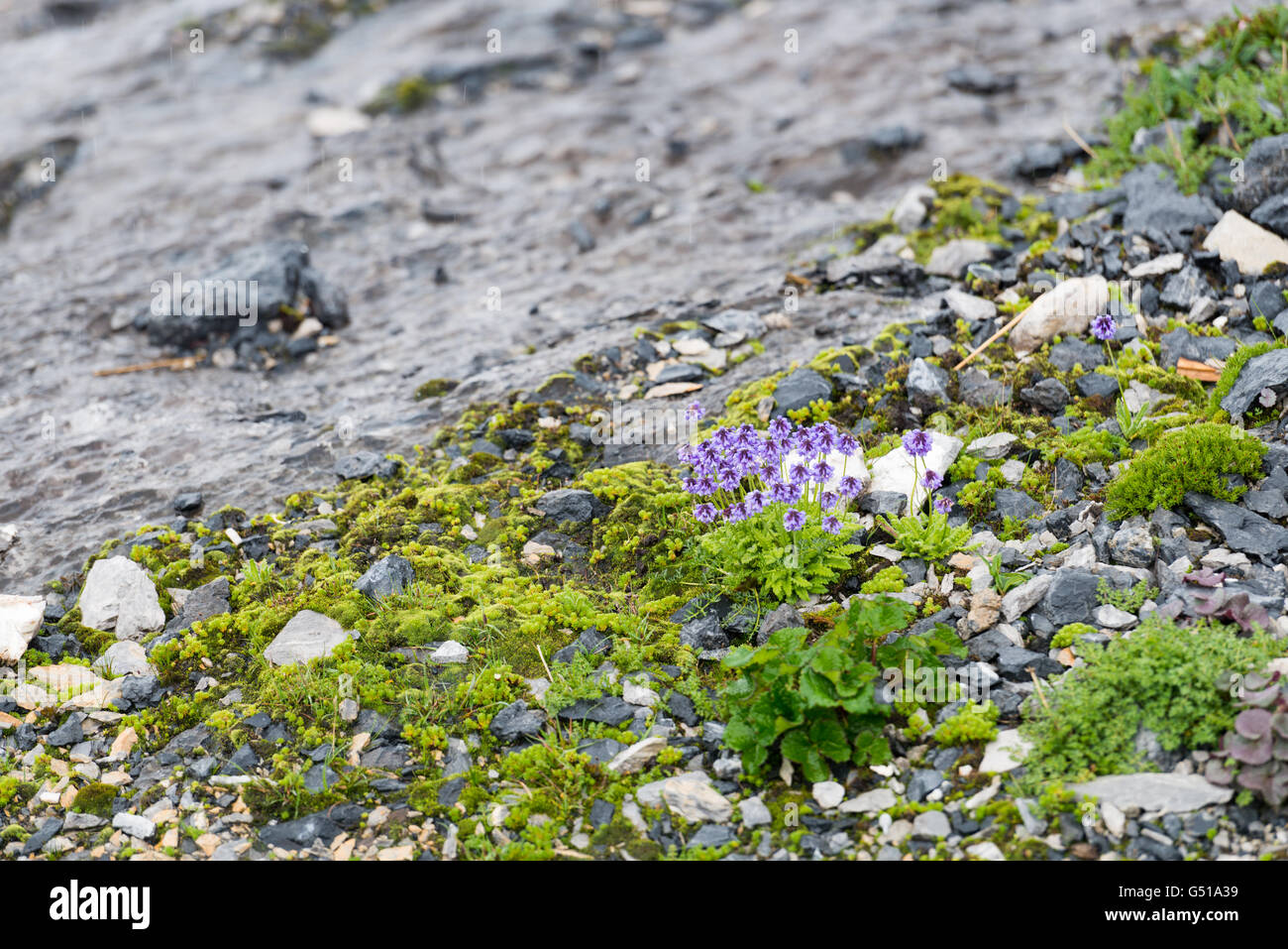 Buzzer snow hi-res stock photography and images - Alamy