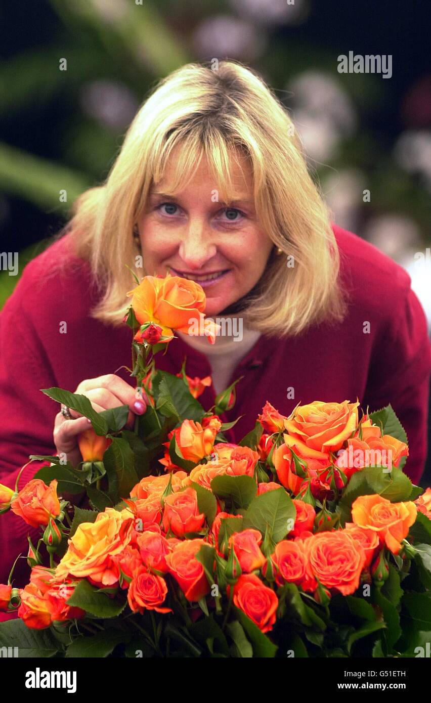 Chelsea Flower Tatton rose Stock Photo - Alamy