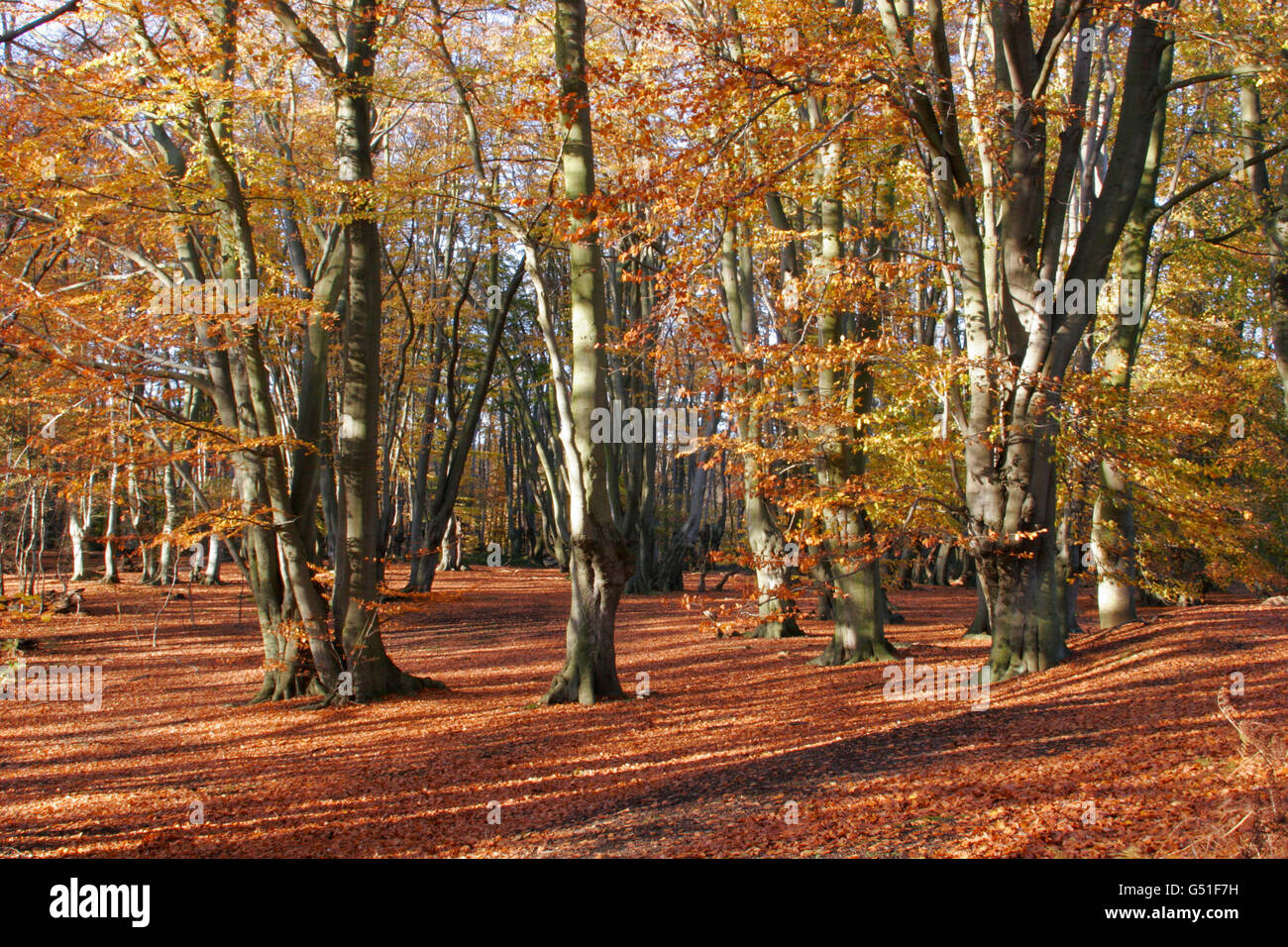 Pollarded beech trees hi-res stock photography and images - Alamy