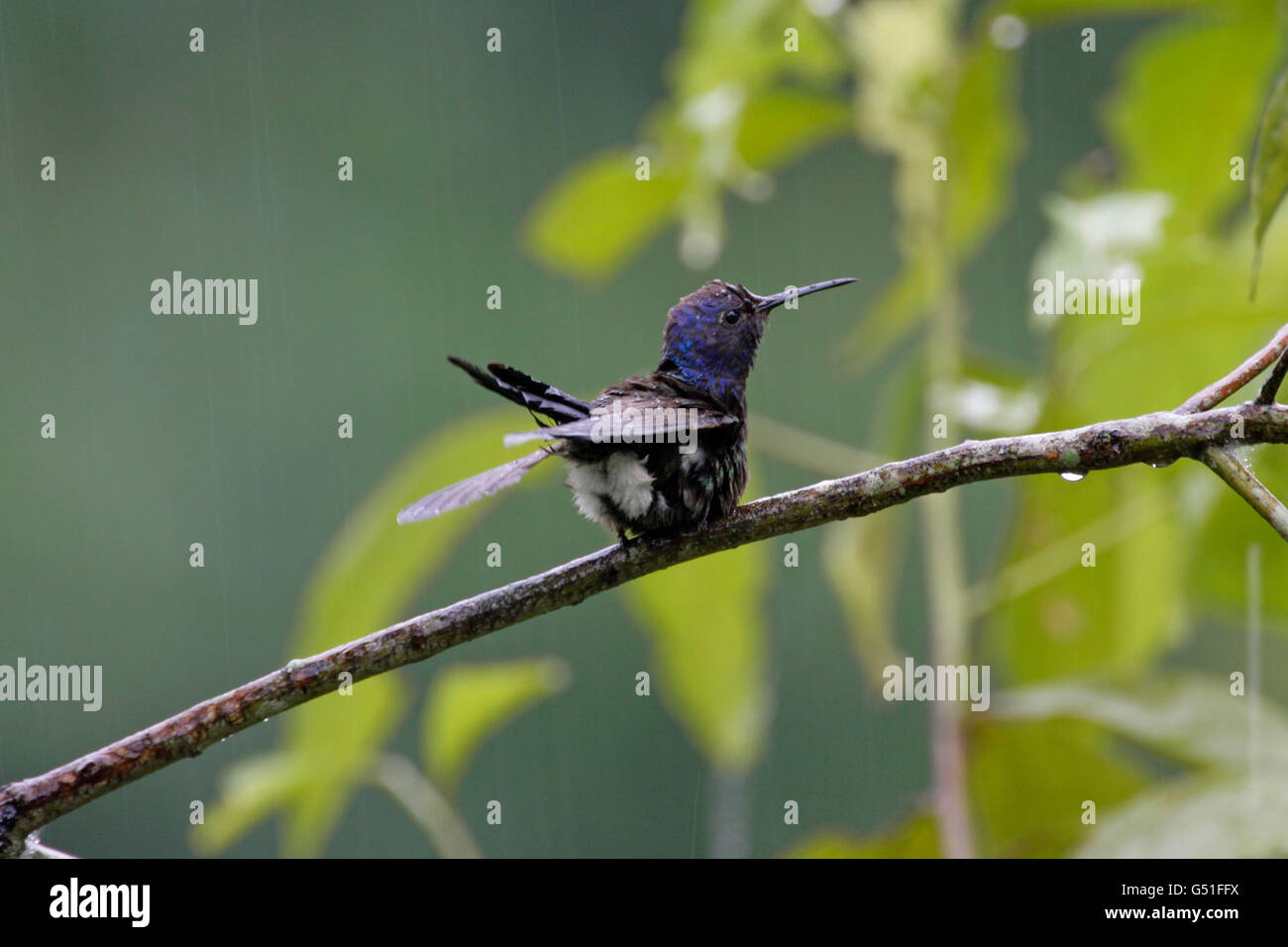 Swallow tailed hummingbird hi-res stock photography and images - Alamy