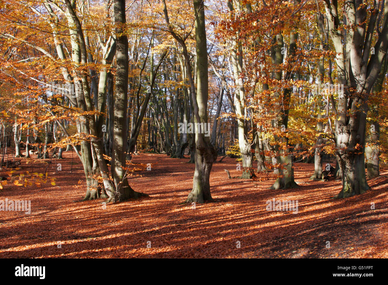 Pollarded Beech Trees, Fagus sylvatica, in Autumn. Taken November ...