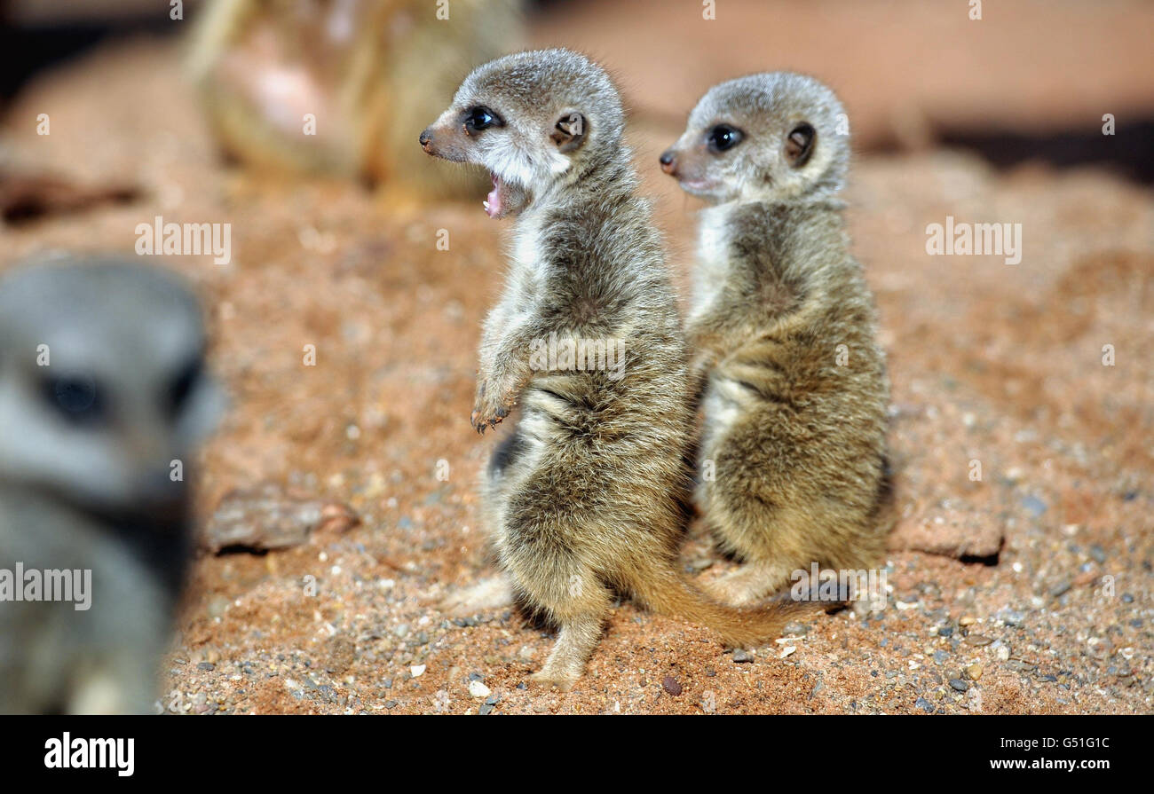 Baby Meerkats at Bristol Zoo. Two meerkats pups at Bristol Zoo Gardens ...