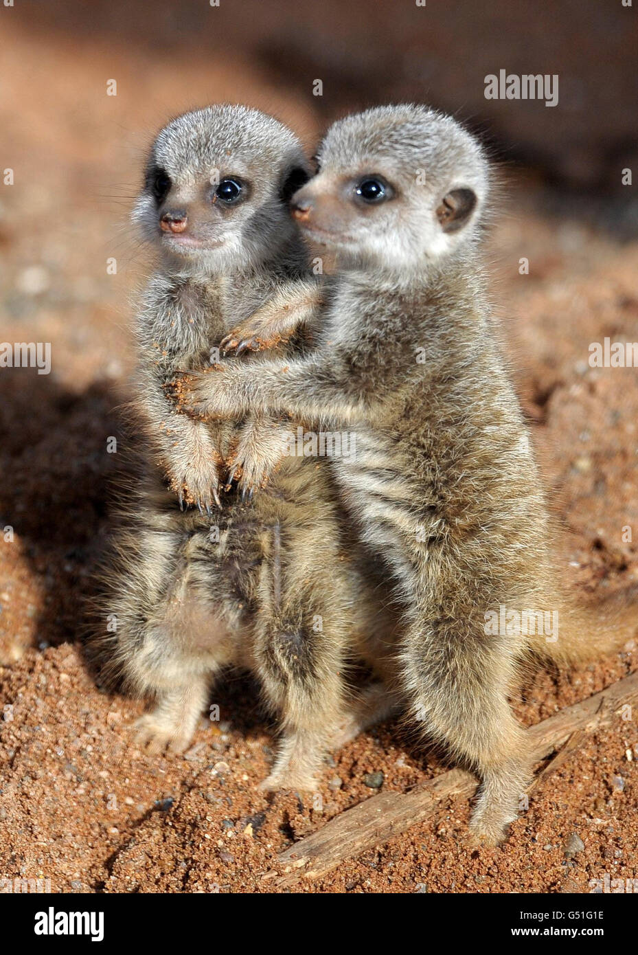 Baby Meerkats at Bristol Zoo. Two meerkats pups at Bristol Zoo Gardens ...