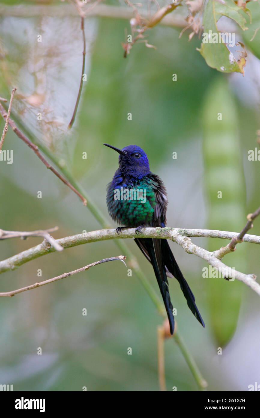 Swallow-tailed Hummingbird, Eupetomena macroura, single adult perched ...