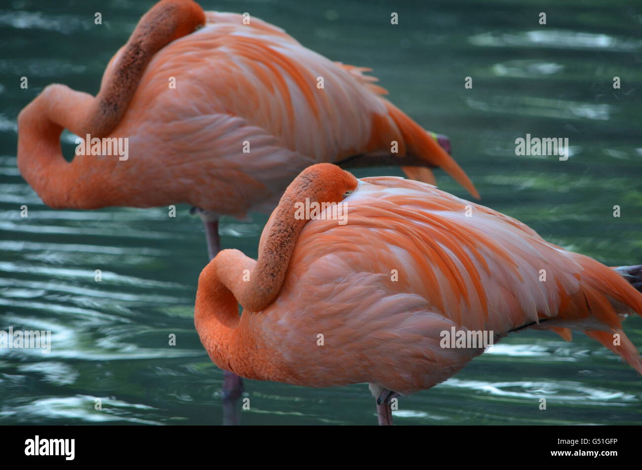 Twin Flamingos Hiding Beaks In Their Feathers Stock Photo - Alamy