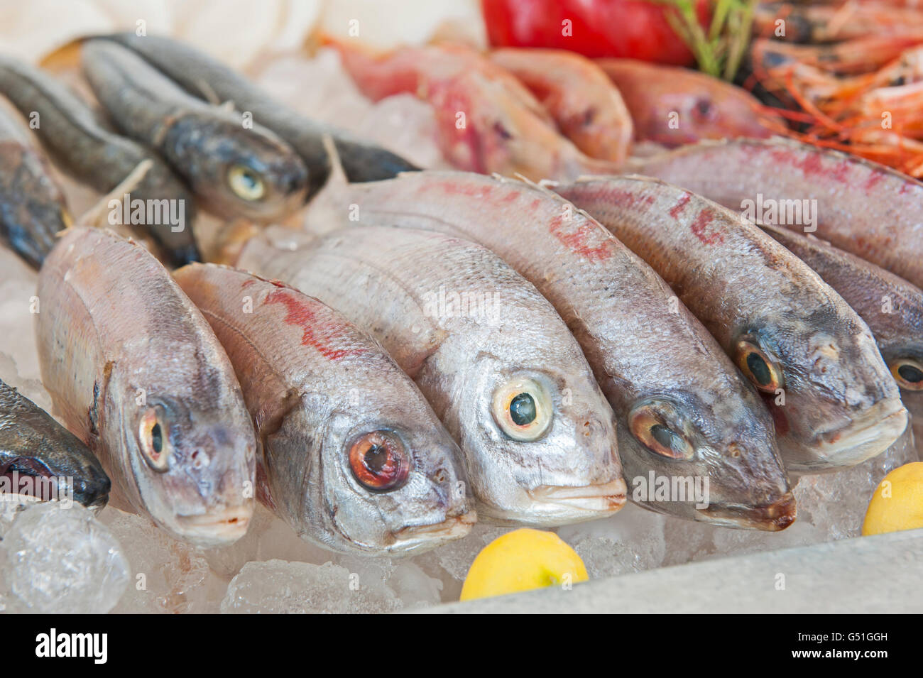 Collection of fresh bream fish on display at seafood restaurant buffet ...