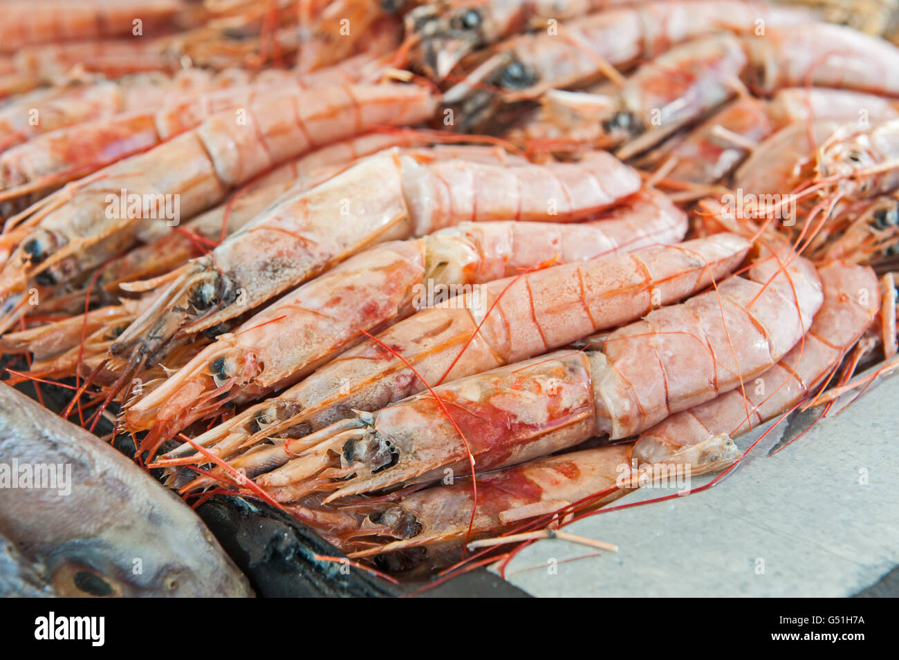 Shell collection display hi-res stock photography and images - Alamy