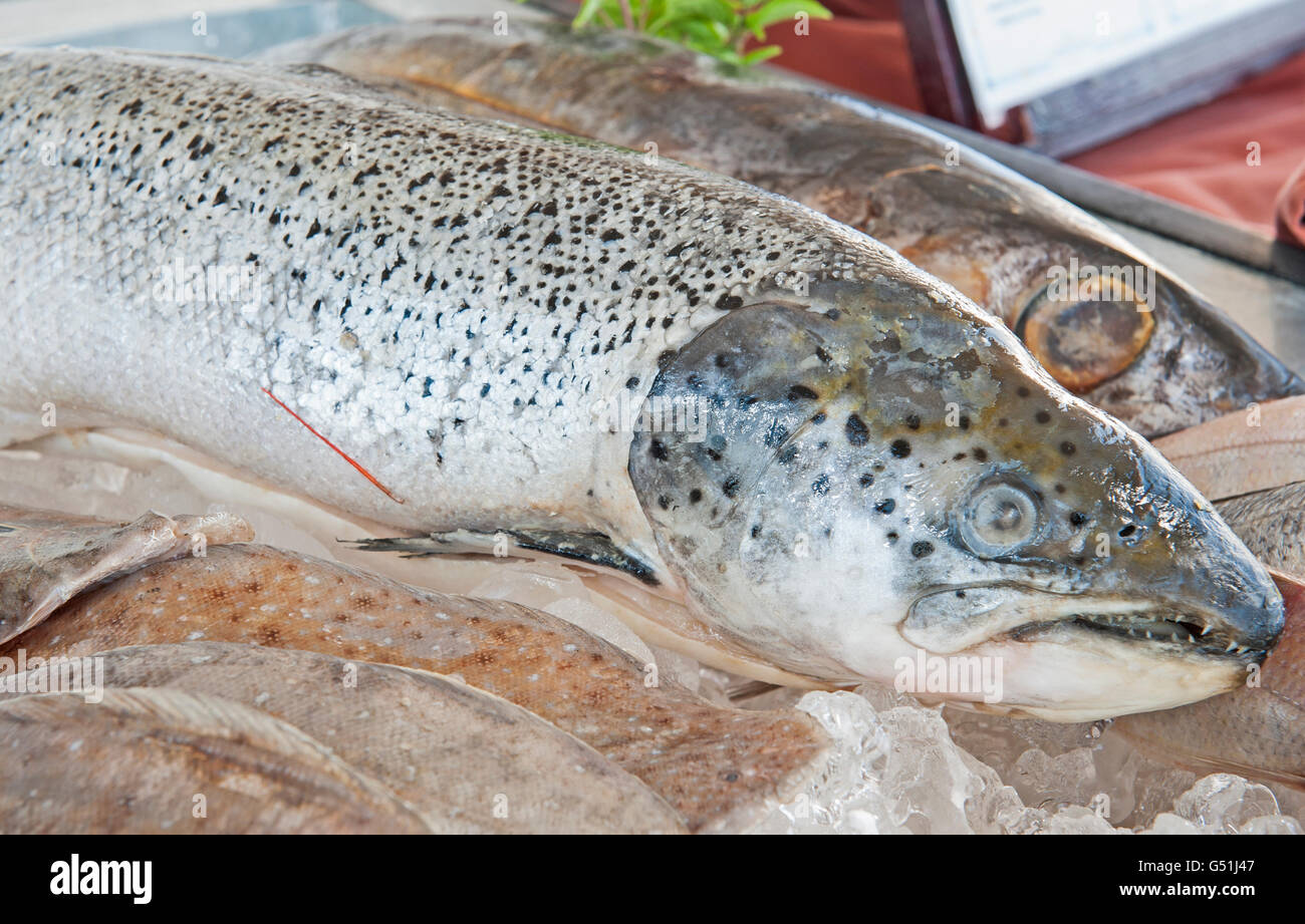 Large fresh salmon fish on display in a seafood restaurant Stock Photo ...