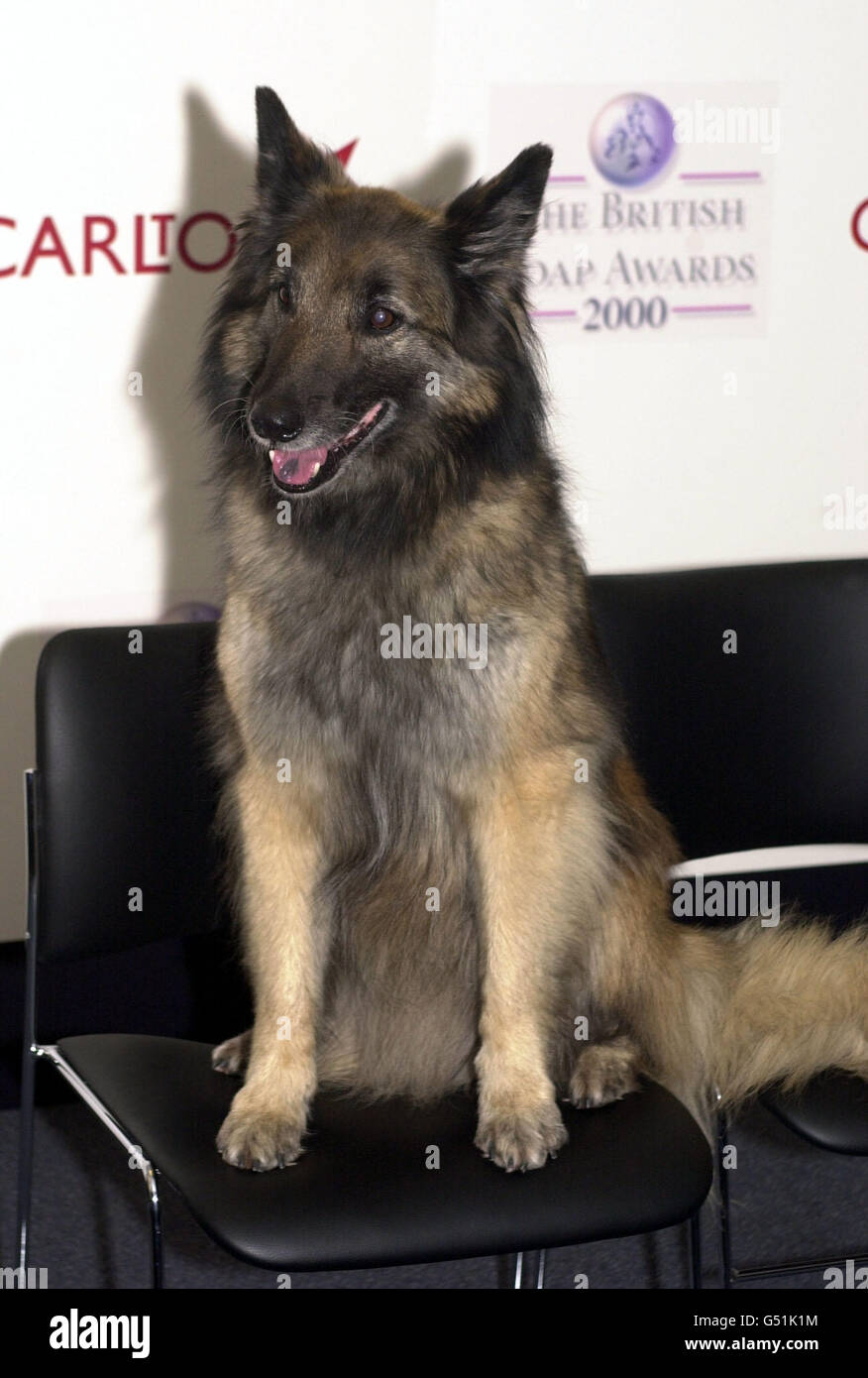 Dog robbie hi-res stock photography and images - Alamy