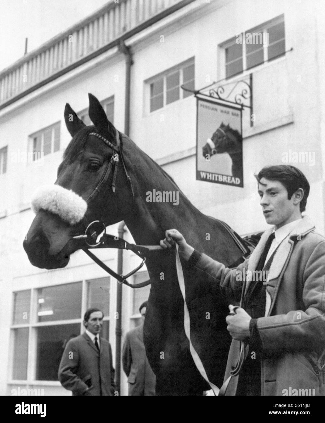 Persian war horse hi-res stock photography and images - Alamy