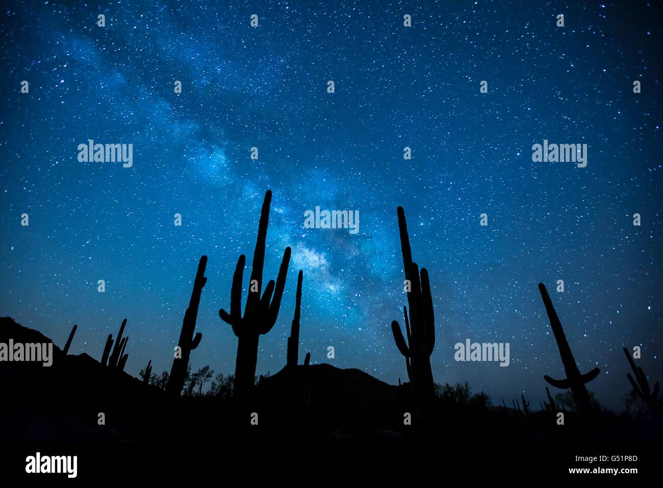 Desert Night Sky Cactus