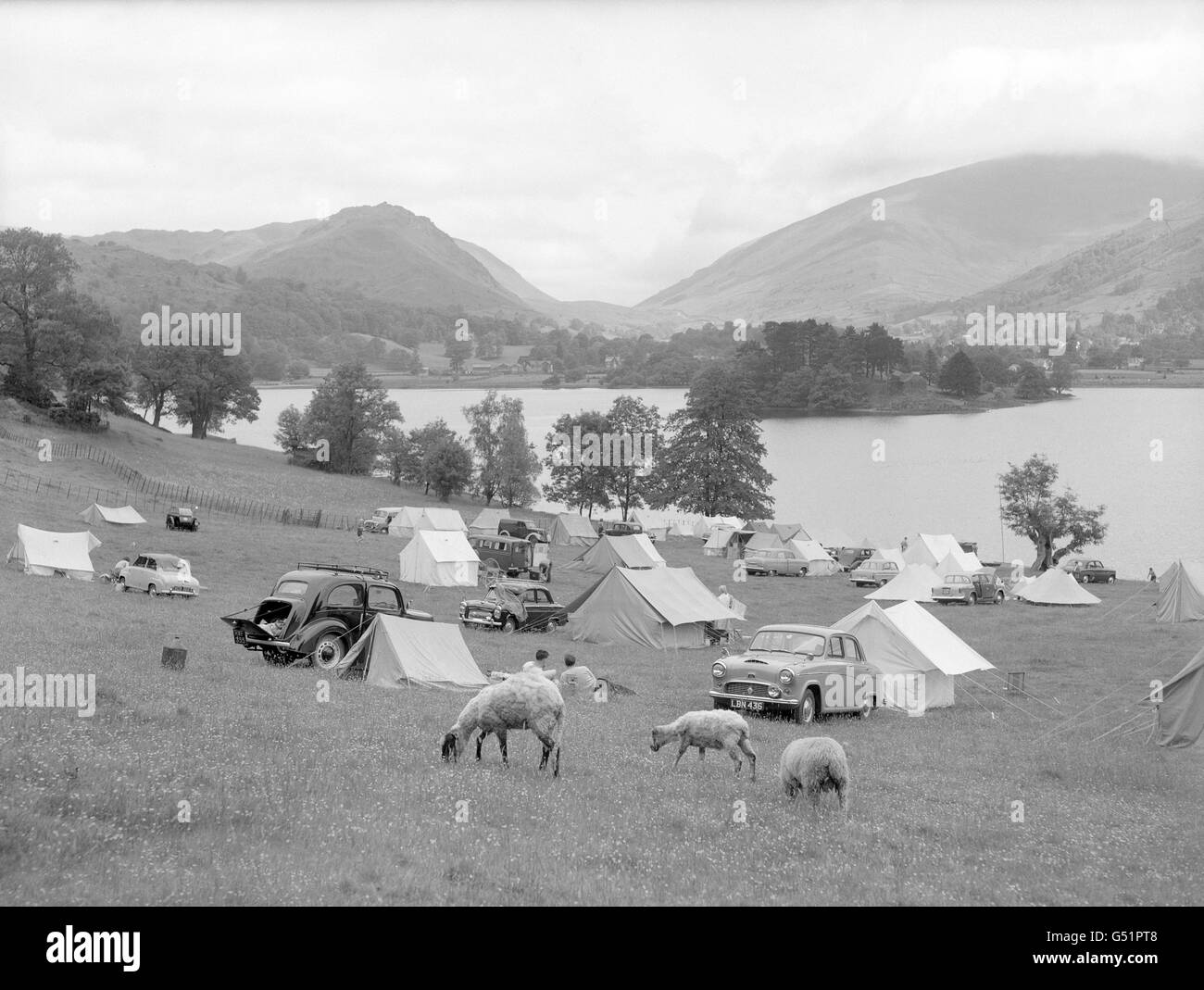 Mountain sheep wander among the tents of holiday campers at Dale End ...