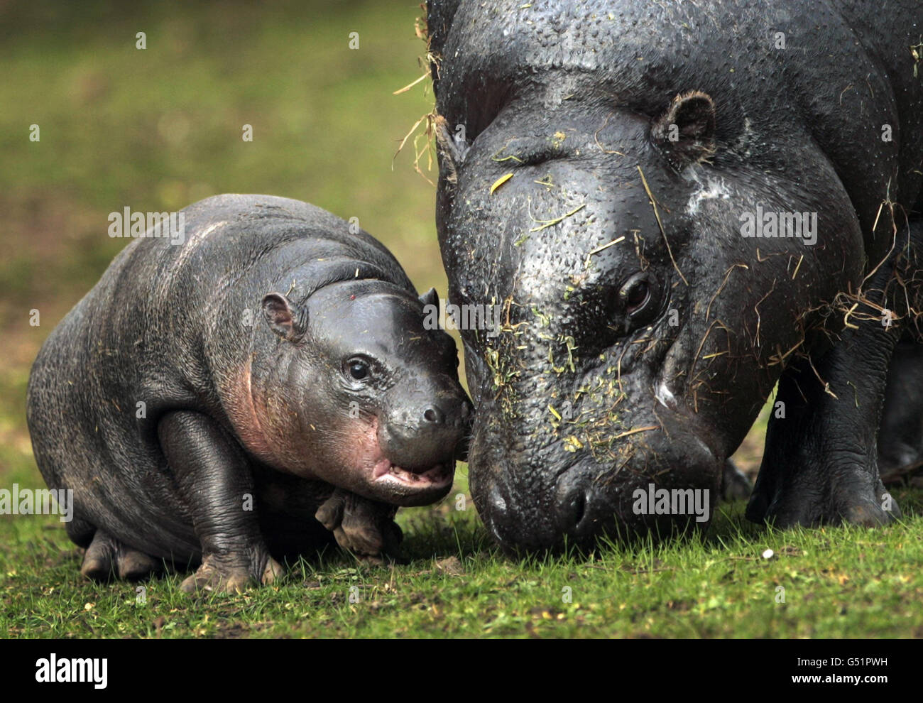 Mother and baby hippo hi-res stock photography and images - Alamy