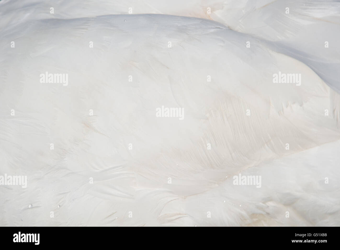 Cygnini swan hi-res stock photography and images - Alamy
