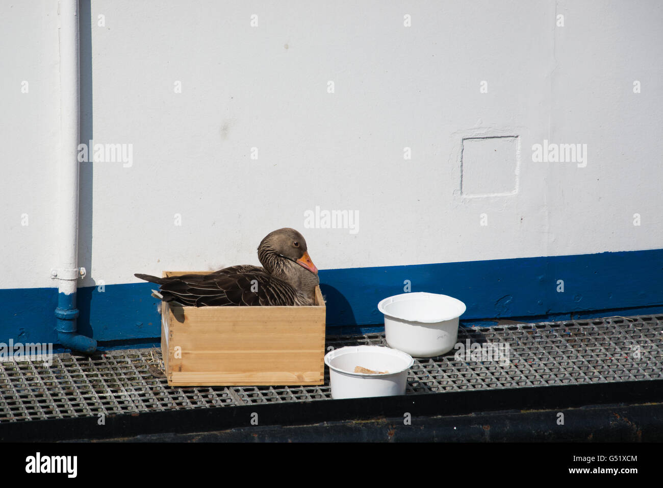 Portrait of a goose, breeding on bord of a ship Stock Photo - Alamy