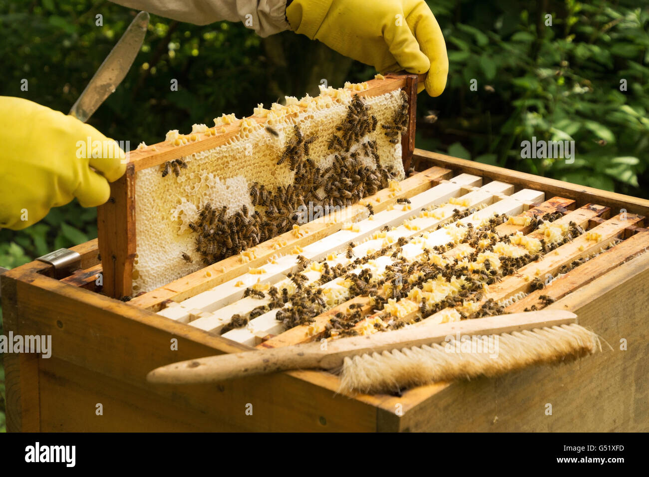 beekeeper at a Bee colony in a apiculture in Germany Stock Photo - Alamy