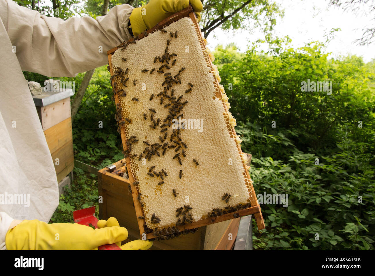 beekeeper at a Bee colony in a apiculture in Germany Stock Photo - Alamy
