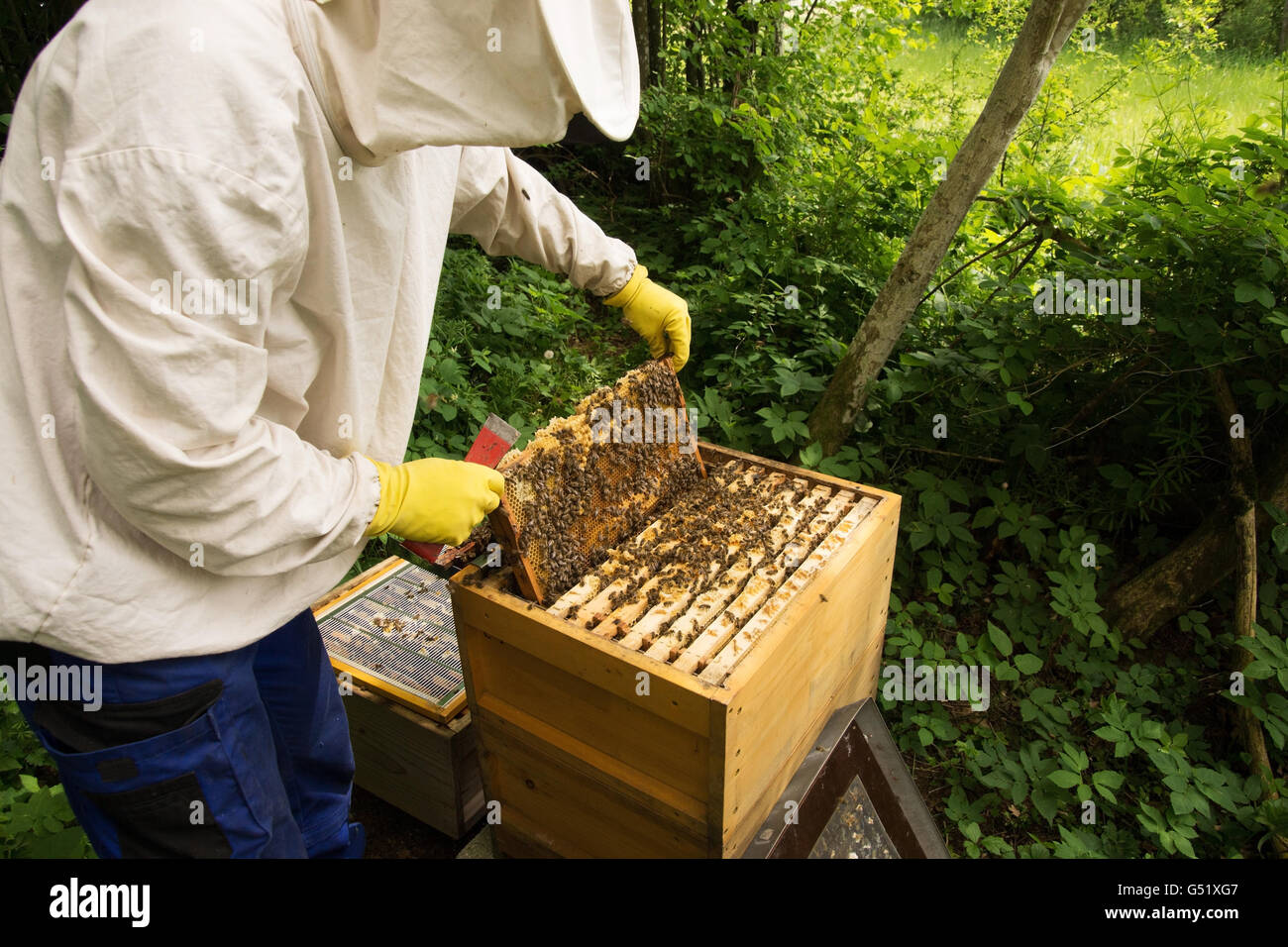 beekeeper at a Bee colony in a apiculture in Germany Stock Photo - Alamy