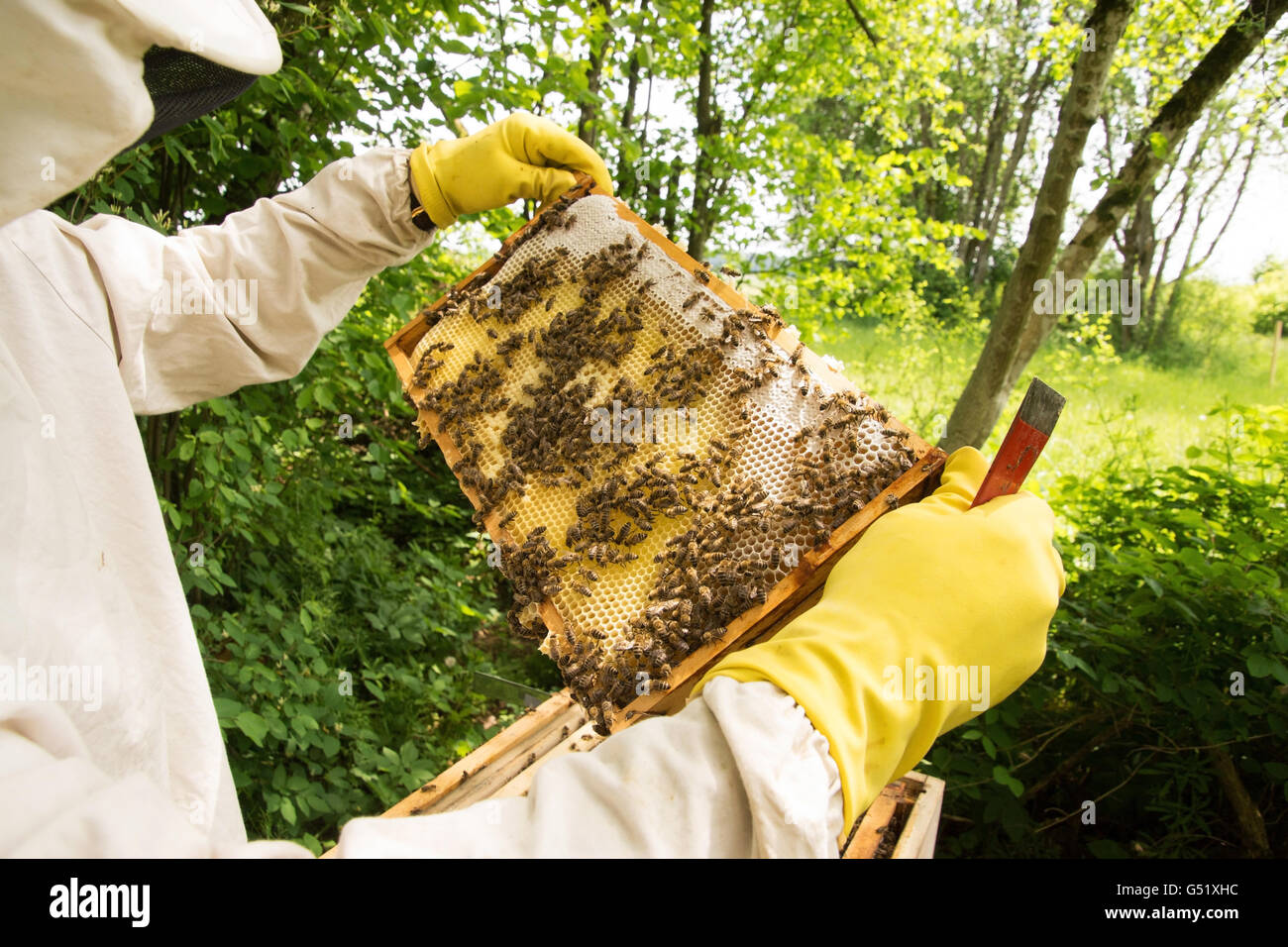 beekeeper at a Bee colony in a apiculture in Germany Stock Photo - Alamy