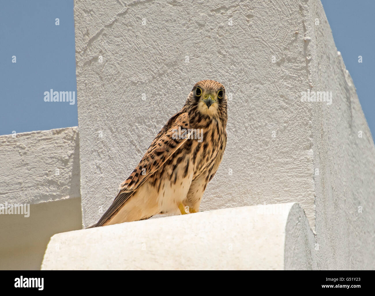 Perched wild wildlife common hi-res stock photography and images - Alamy