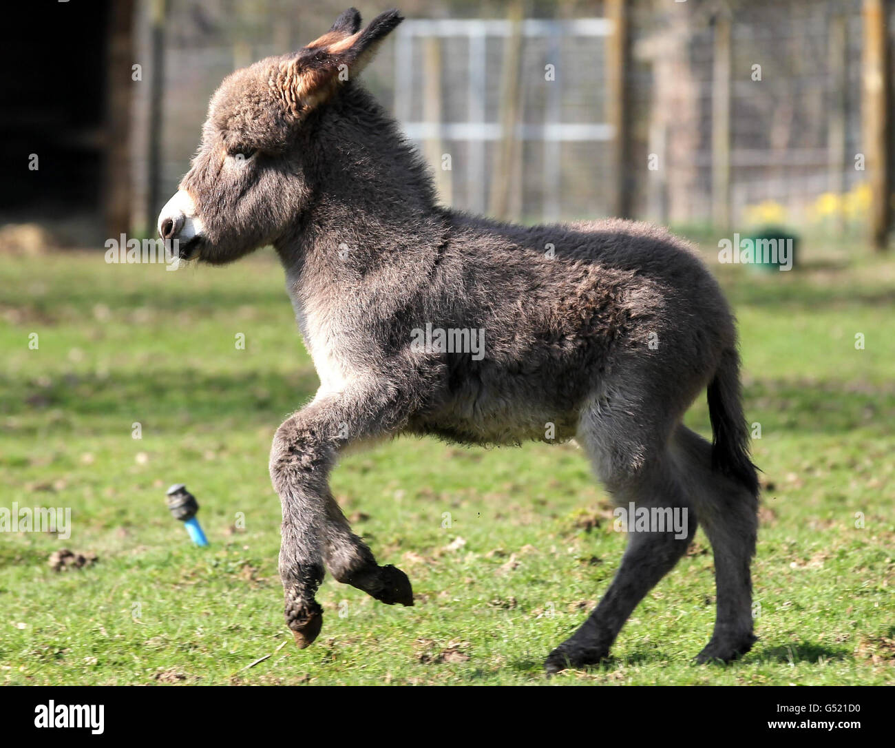 Dylan the donkey who was born at Blair Drummond Safari Park over the ...