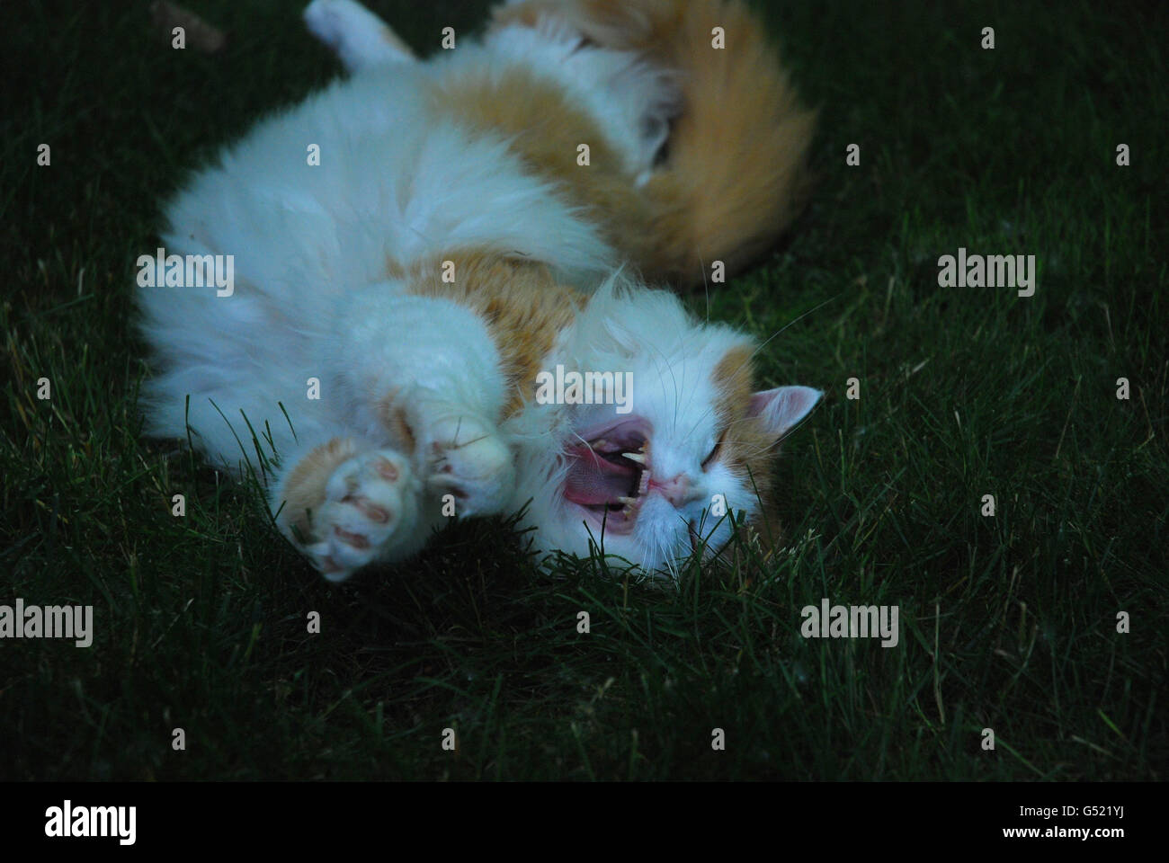 Fluffy red and white cat stretching in grass and showing fangs Stock ...