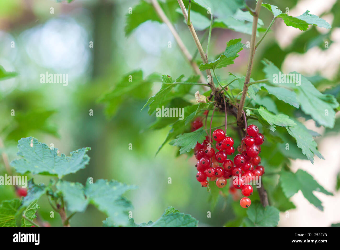 Little red berries under green leaves closeup Stock Photo - Alamy