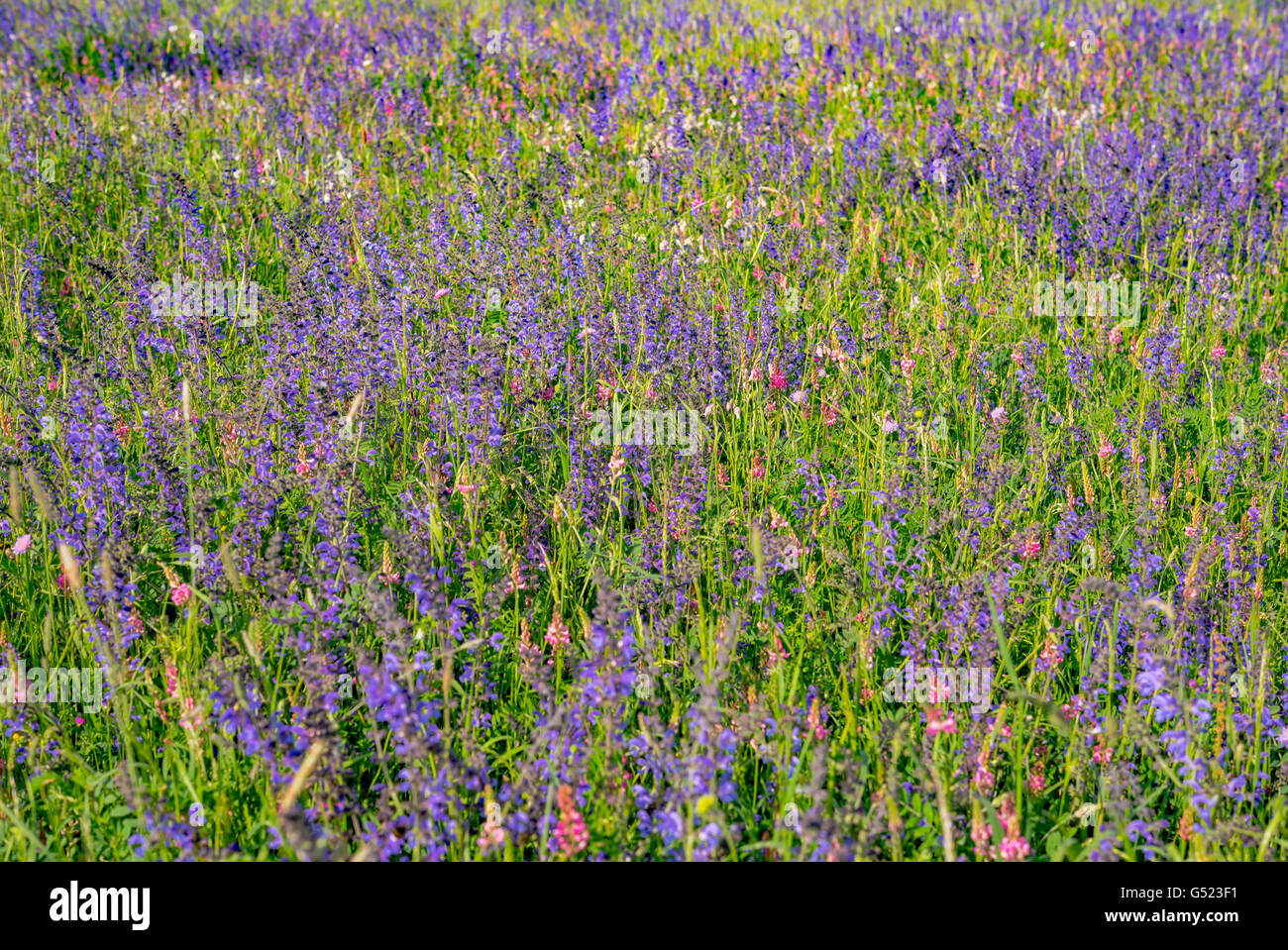 Flourishing meadow hi-res stock photography and images - Alamy