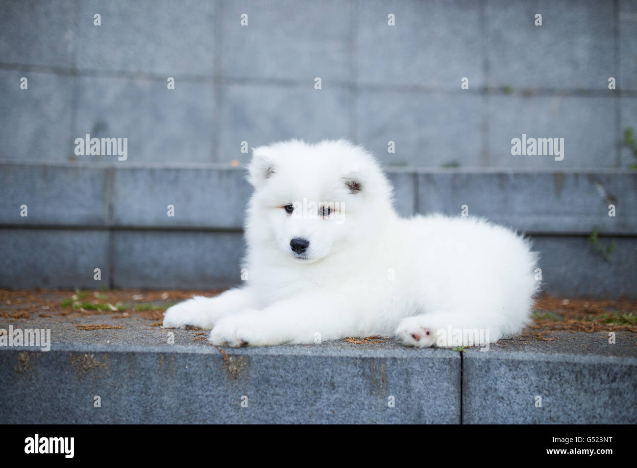 Little Samoyed puppy sitting on the wall Stock Photo - Alamy