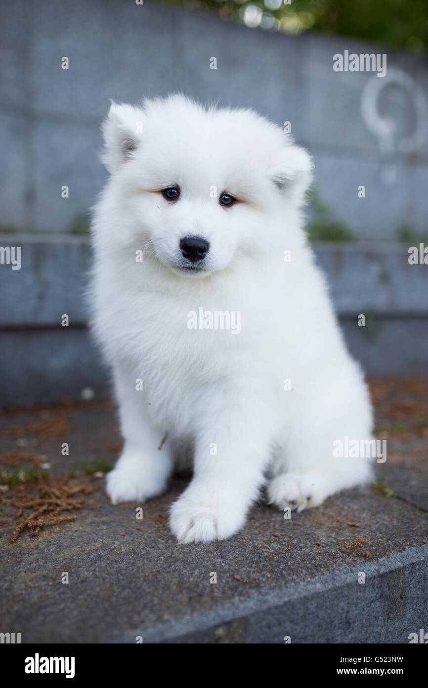 Samoyed puppy hi-res stock photography and images - Alamy