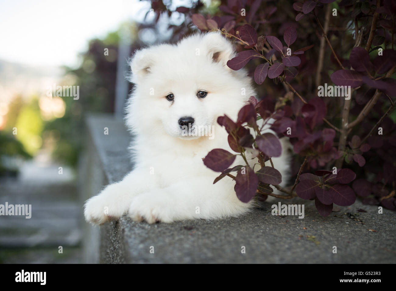 Little Samoyed puppy sitting on the wall Stock Photo - Alamy