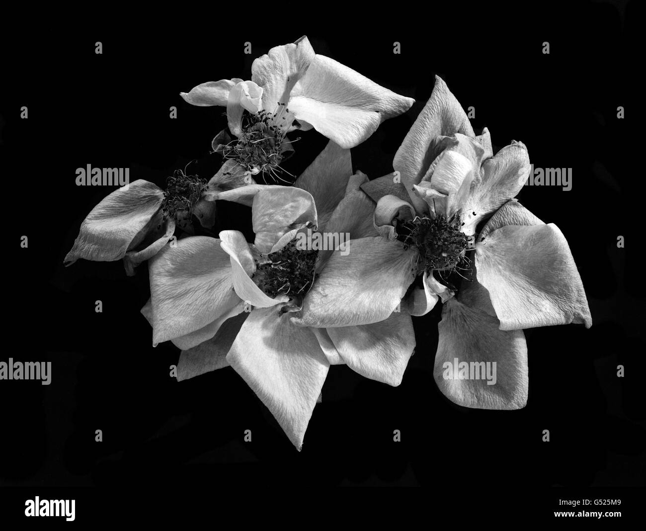 Dead roses Black and White Stock Photos & Images - Alamy