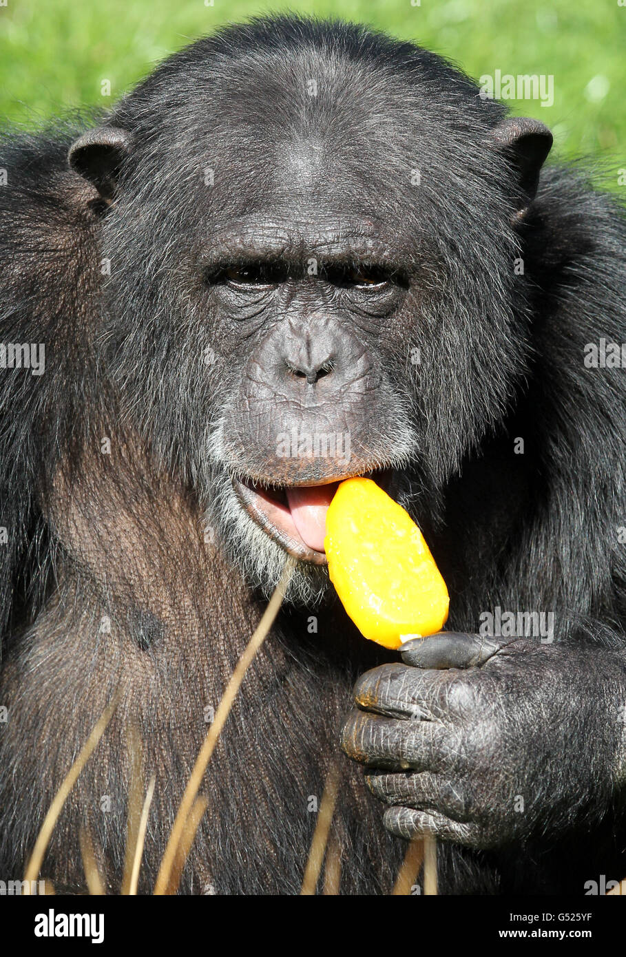 Twenty five-year-old Rosie the Chimp eats an orange ice lolly given to ...