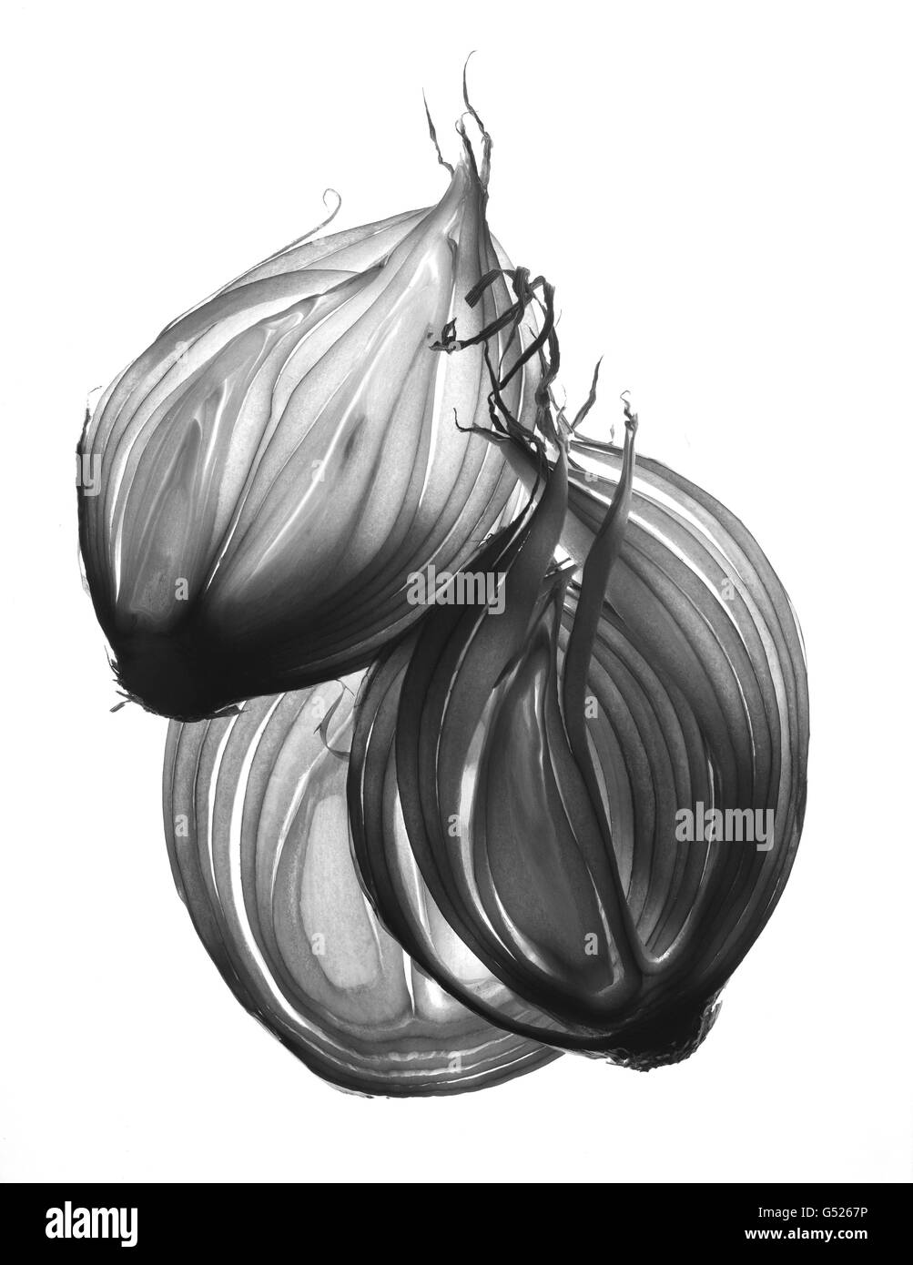 Translucent light Cut Out Stock Images & Pictures - Alamy