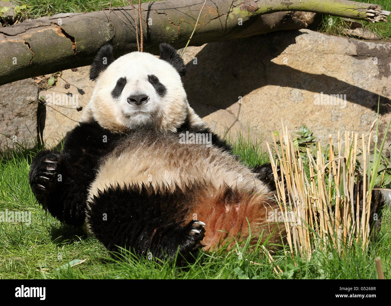 Tian Tian the female Panda rolls around in the grass at Edinburgh Zoo ...