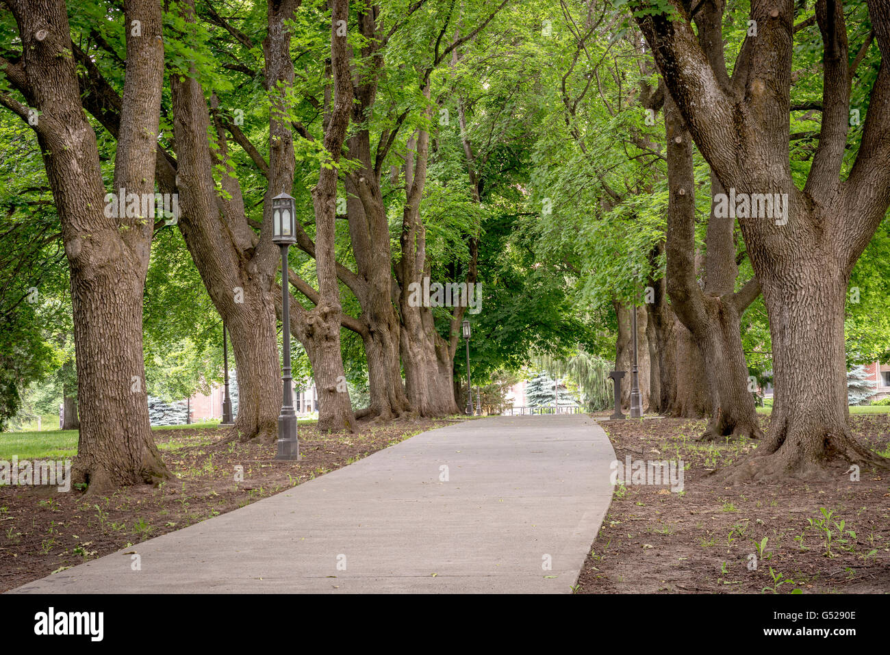 Lined up trees aligned a sidewalk with light poles Stock Photo - Alamy