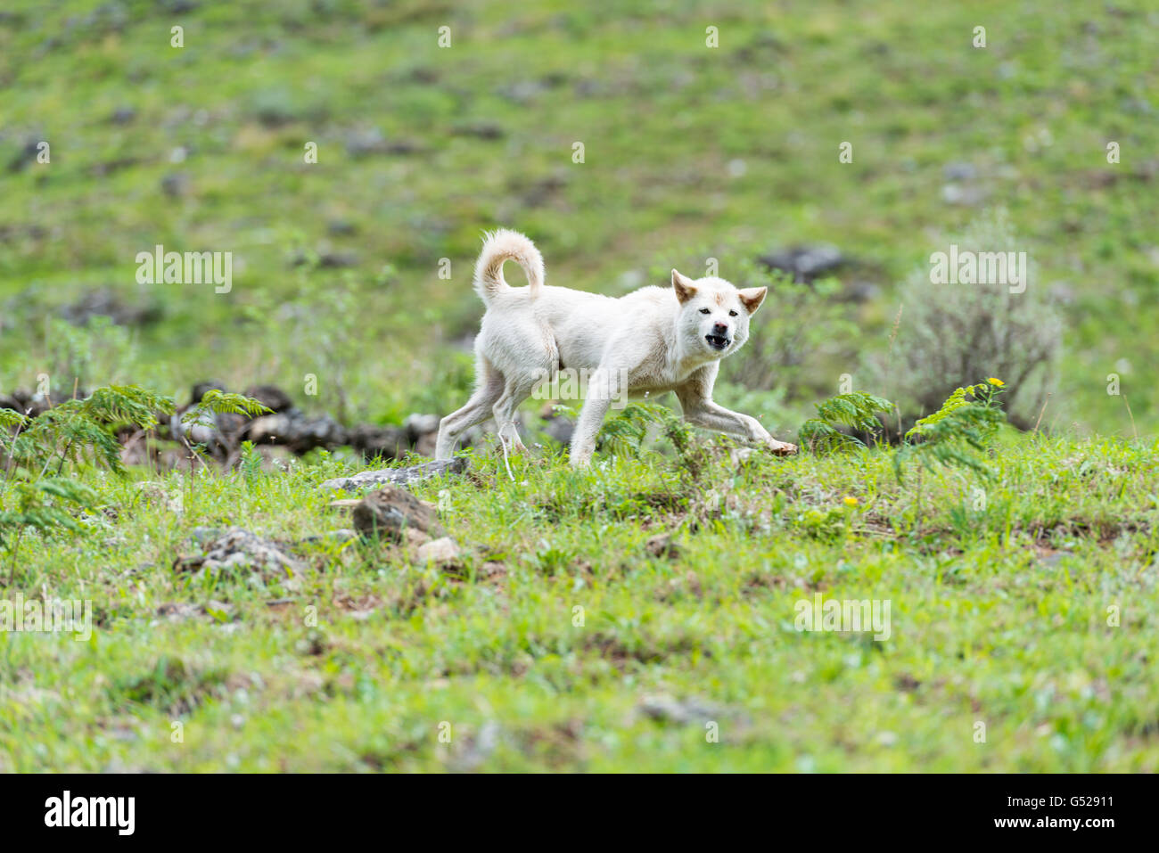 Tiger leaping camera hi-res stock photography and images - Alamy