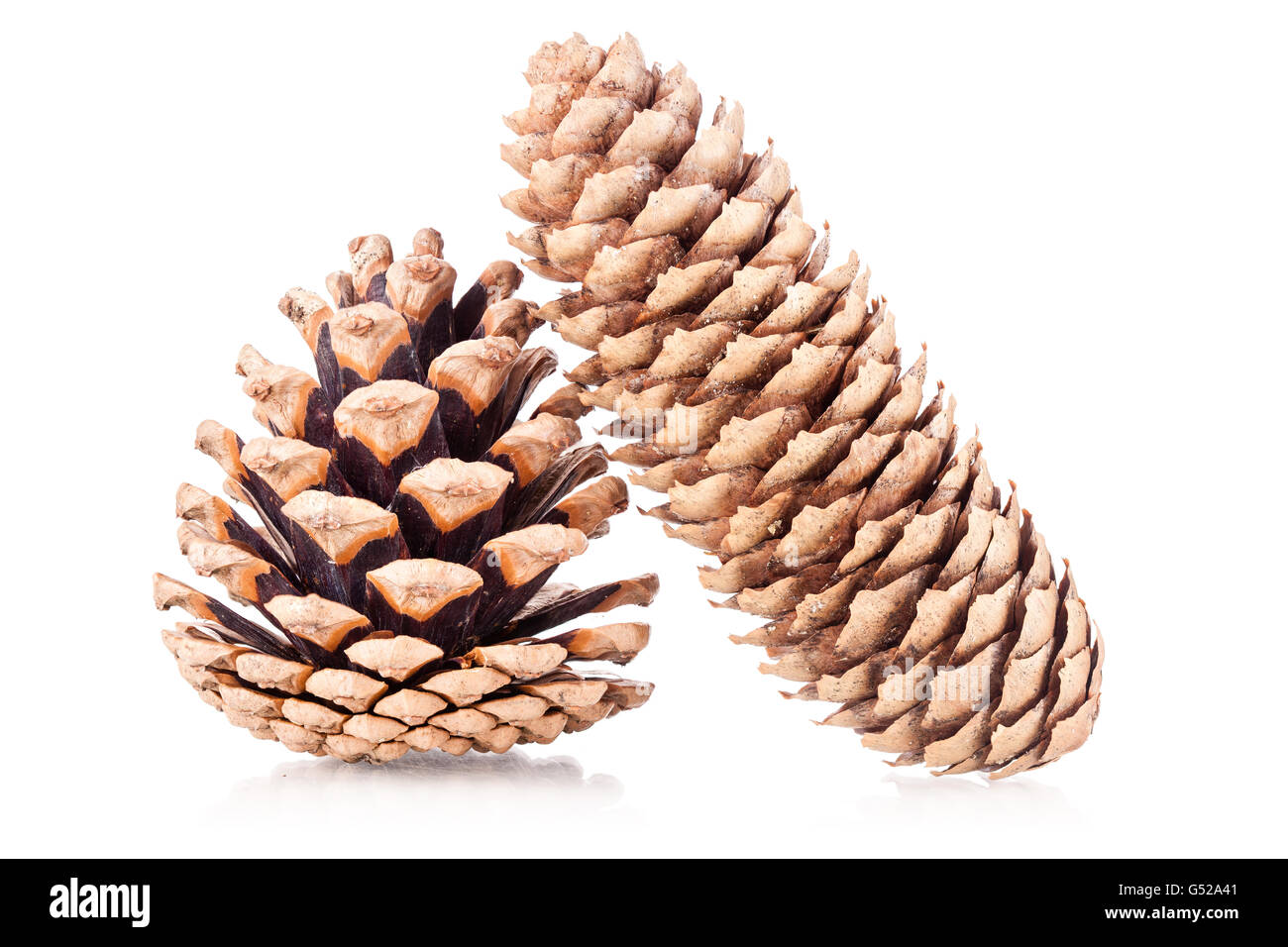 Pine cone gall hi-res stock photography and images - Alamy